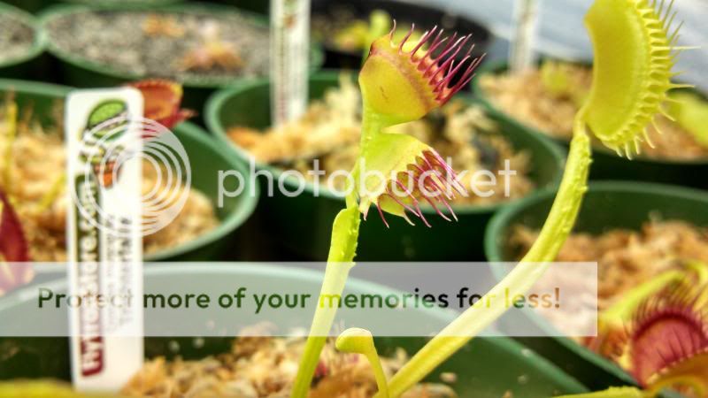 rellenburg's flytrap pics - FlyTrapCare Forums